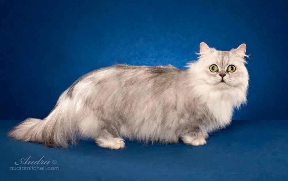 7 Kucing Kaki Pendek yang Imut dan Cocok Dipelihara