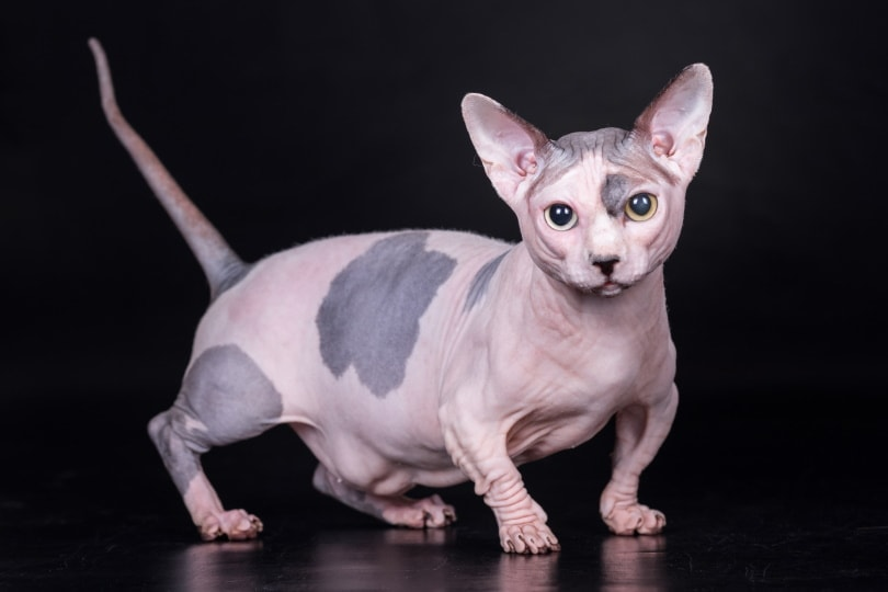 7 Kucing Kaki Pendek yang Imut dan Cocok Dipelihara